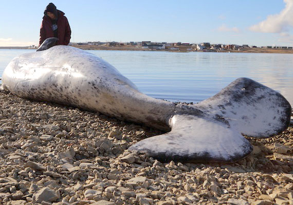 Photo: The narwhals are back | Nunatsiaq News