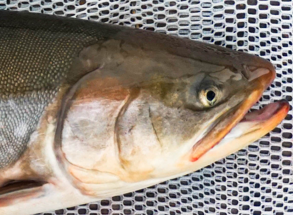 DFO tagging project reveals the secret lives of Arctic char | Nunatsiaq ...