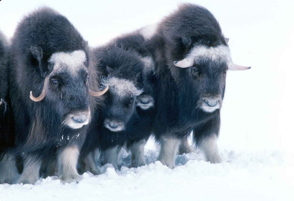 Muskox populations boom on Boothia Peninsula, bust near CamBay ...