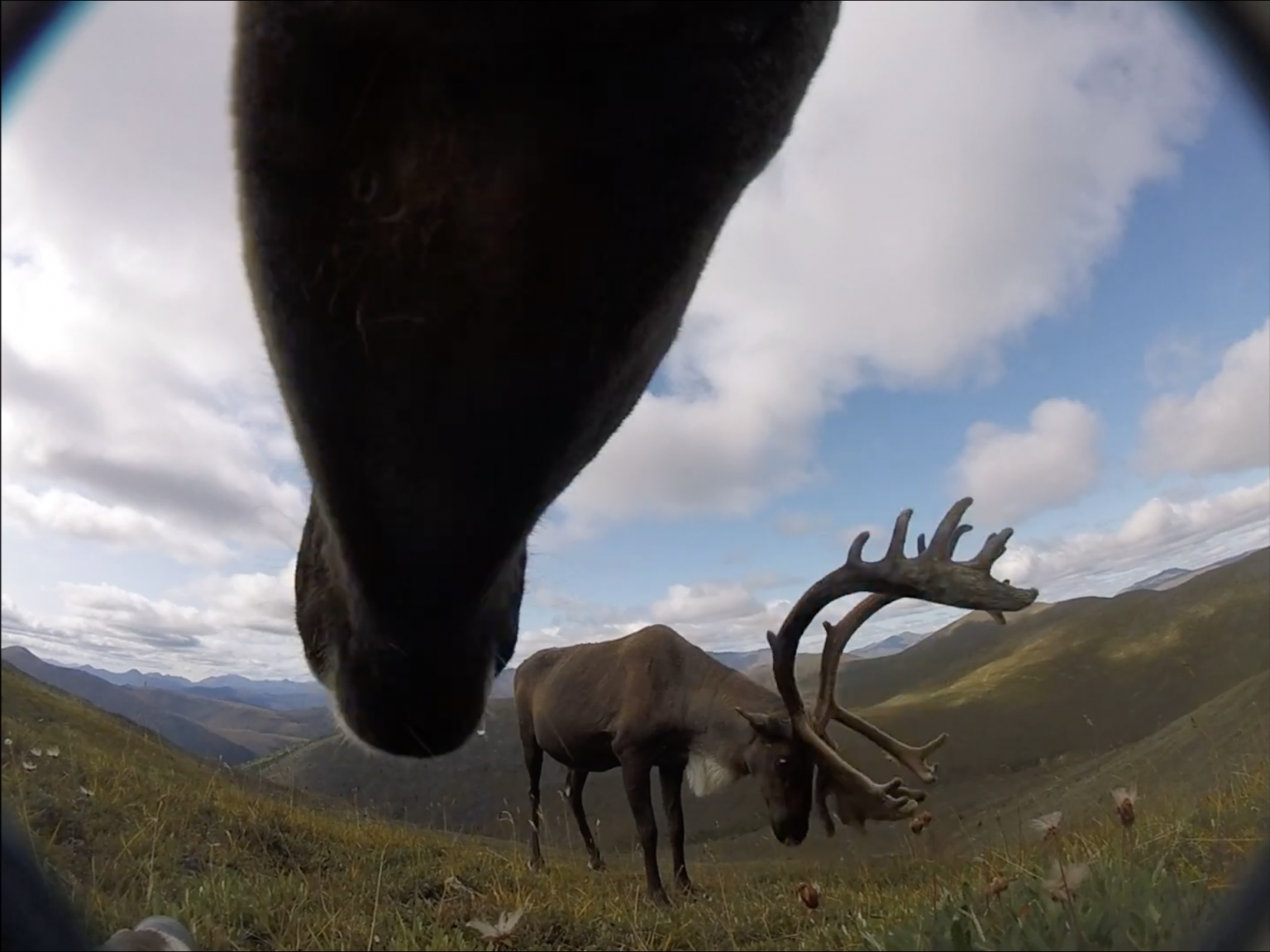 What scientists learned about caribou from a new collar camera study